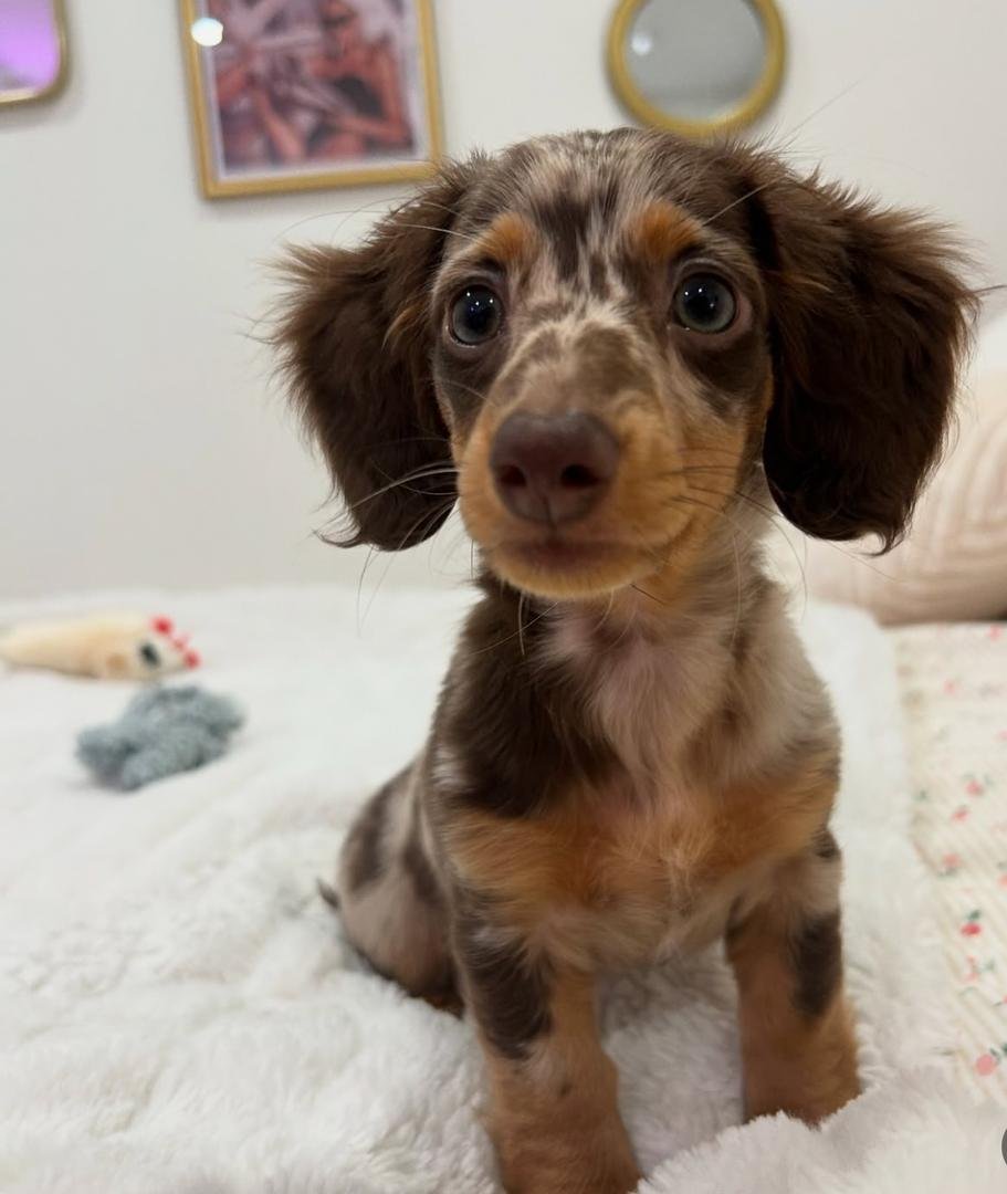 Ben – Mini Doxie Dapple Dachshund Puppies